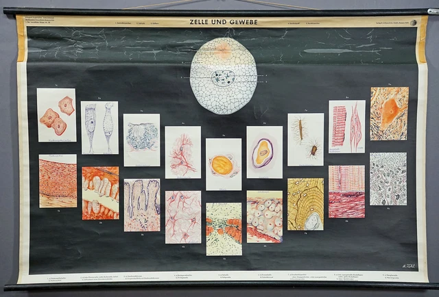 ANTHROPOLOGY ROLLABLE WALL Chart Vintage Mural Cell and Tissue £148.56 ...