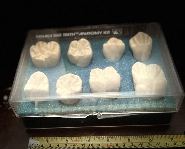 VINTAGE TANAKA DENTAL Big Teeth Anatomy Kit 1978 In Original Case $150. ...