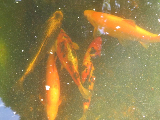 JOB LOT GARDEN Pond Fish: Koi Carp, Japanese, Israel, Ghost, Golden ...