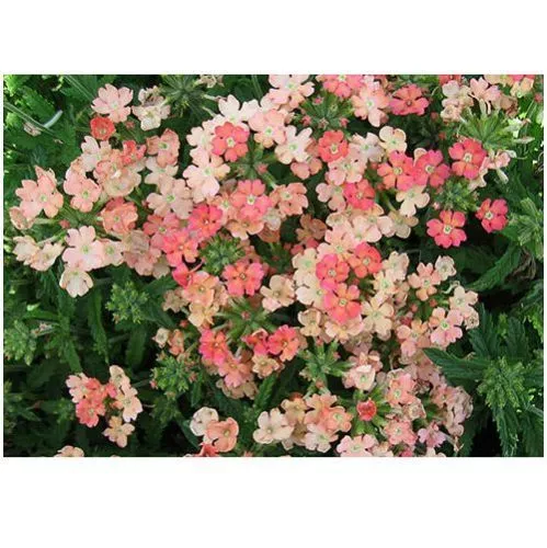 15 GRAINES DE VERVEINE HYBRIDE ABRICOT (Verbena Hybrida APRICOT) X402 ...