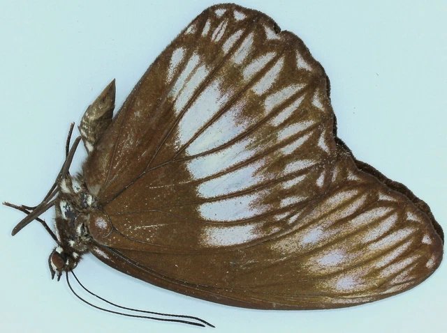 ZETHERA THERMAEA MALE 43mm BF69 A- Nymphalidae $0.99 - PicClick