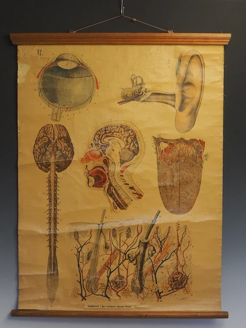 ANTIQUE ANATOMICAL CHART (VI.) Human Anatomy Head Signed by E ...