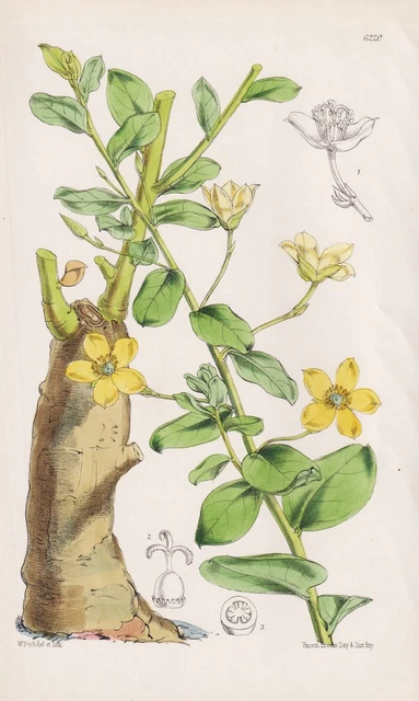TALINUM ARNOTII SOUTH Africa Botanique Fleur Botany Lithograph Curtis ...