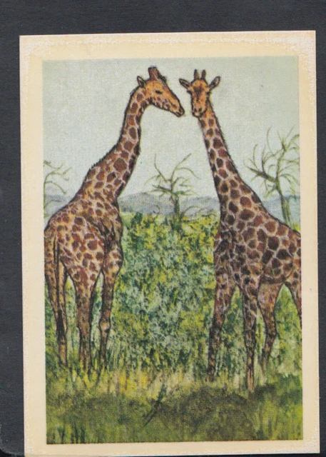 FKS WORLD RECORD Breakers 1980 Sticker - No 30 - Tallest Animal (S845 ...