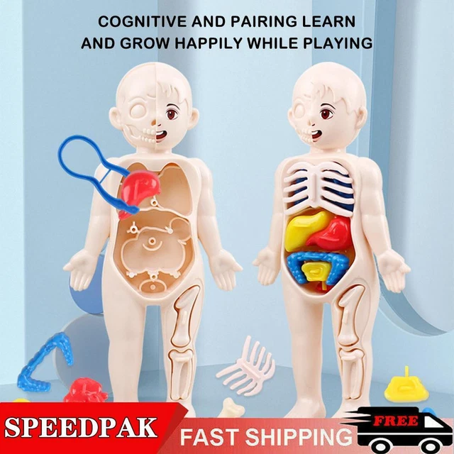 MONTESSORI 3D PUZZLE Human Body Anatomy Educational Assembledxpc ...