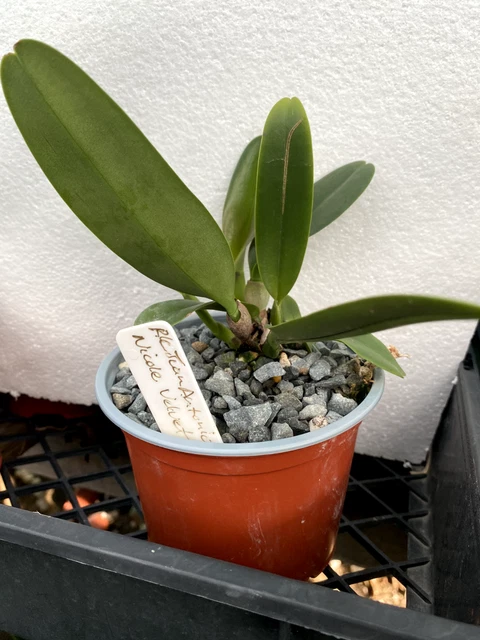 CATTLEYA MERICLONE PLANT advanced size....Rlc. Nan Chan Silk "Olympic ...