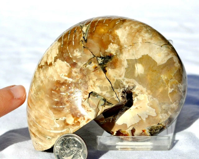 FOSSIL WHOLE AMMONITE Rare Cymatoceras Large 3.6" 110 myo Dino age 92mm ...