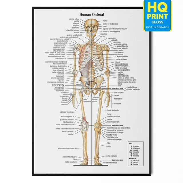 SCHELETRO POSTER SCHELETRO Corpo Umano Educativo Scienze Anatomia A4 A3 A2 EUR 2,88 - PicClick IT