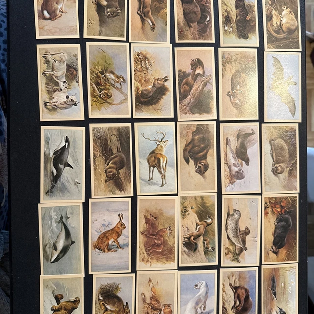 GRANDEE CIGAR CARDS British Mammals Full Set 30 Cards £4.36 - PicClick UK