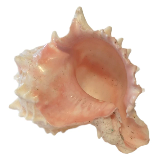 PINK MUREX HERMIT Crab Shell Mirex Seashell Spiky Fossil Collector ...