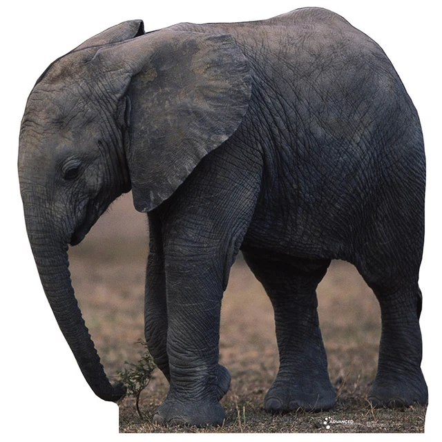 ELEPHANT BABY LIFESIZE CARDBOARD CUTOUT Standee Standup Poster Prop ...