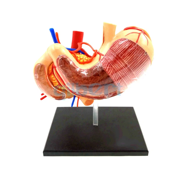 HUMAN STOMACH & Internal Organs Anatomy Educational Model Kit 4D Vision ...