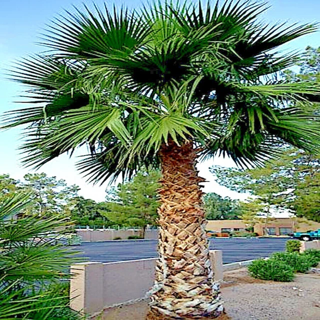 10 MEXICAN FAN Palm Tree Seeds (Washingtonia robusta) Tropical Exotic ...
