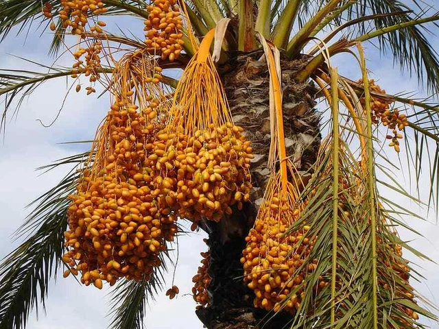 MEDJOOL DATE PALM TREE SEEDS, Phoenix Dactylifera, Edible Fruit - 10 ...