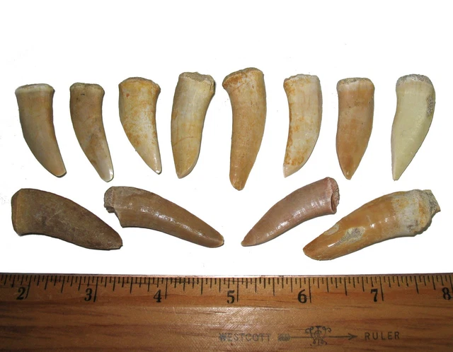 CRETACEOUS ENCHODUS PREDATORY fish tooth dinosaur age restored 1 per ...