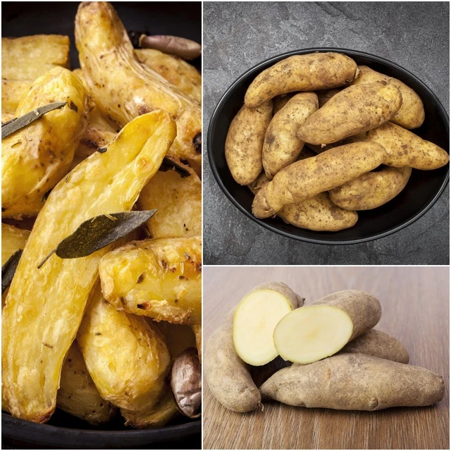 CERTIFIED SEED POTATO Kipfler 1KG-20KG vegetable garden SPUD TUBERS ...