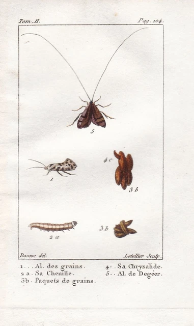 BUTTERFLY ORUGA MARIPOSA Insectos Insecte Grabado Buffon 1780 EUR 17,86 ...