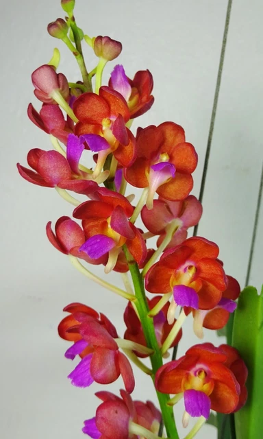 VANDA BANGKOK SUNSET x Vanda Wilas 'Red' Flowering Size, Orchid Plant ...