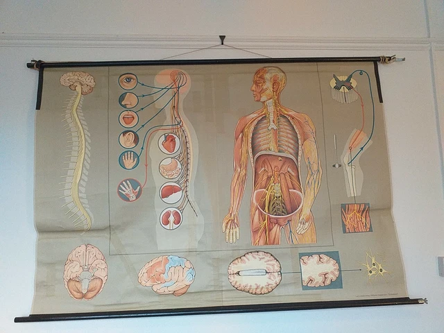 VINTAGE HUMAN BODY school chart MEDICAL SCHOOL poster EUR 205,68 ...