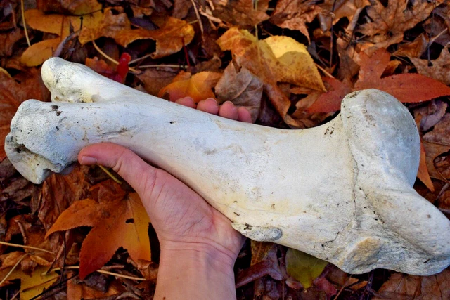 ETHICALLY SOURCED GENUINE Old Bovine FEMUR, HUMERUS, ULNA FIBULA BONES ...