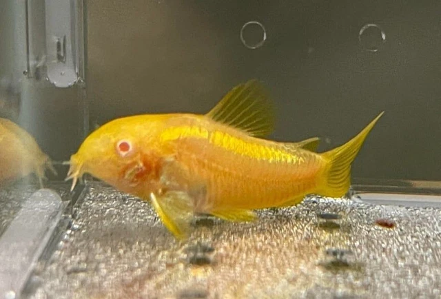 (3) RARE ALBINO CW010 Gold Laser Corydoras Fish £56.88 - PicClick UK