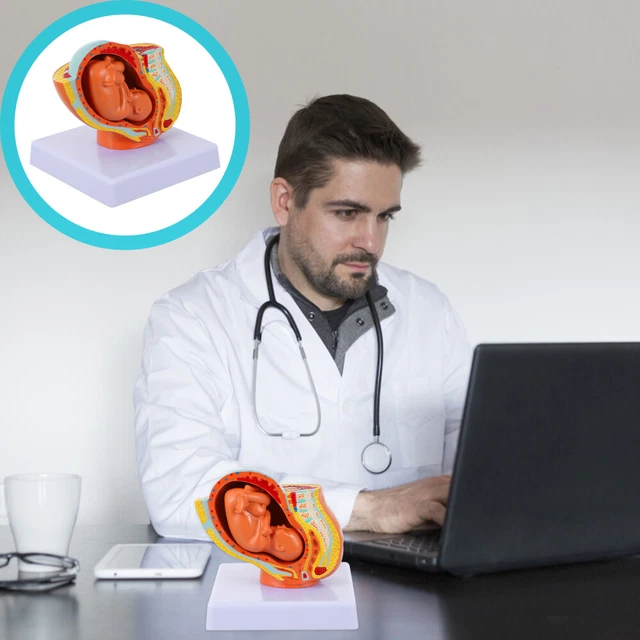 ANATOMY OF THE Placenta Model Teaching Pregnancy Model £26.19 - PicClick UK