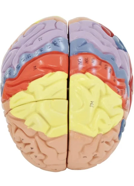 MEDICAL ANATOMICAL HUMAN Brain Model Anatomy Cerebral Cortex Brain ...