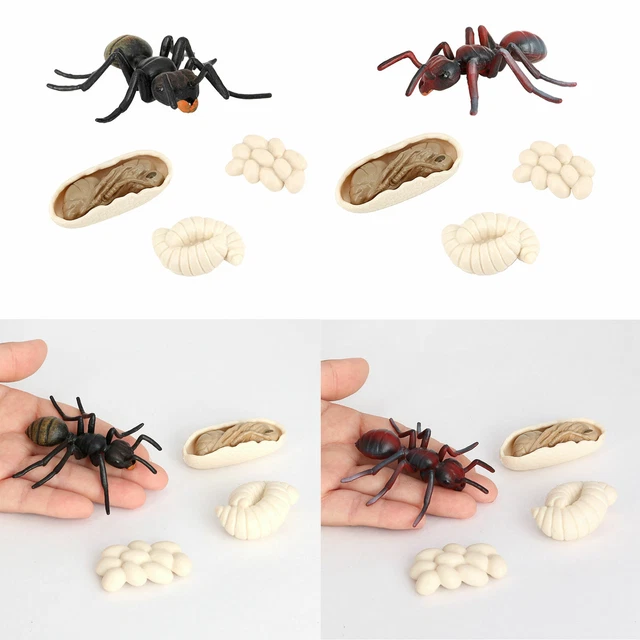 4 PACK SIMULATION Animal Life Cycle Figurines of a Ant，Realistic ...