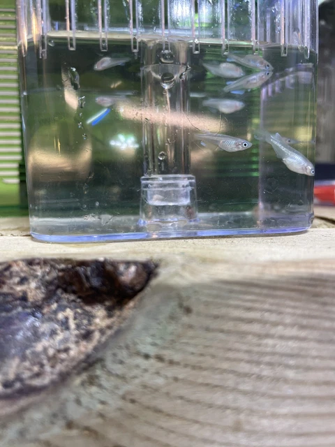 PLATINUM MEDAKA JAPANESE Rice Fish Juvenile 2 For £25 Free Postage £26. ...