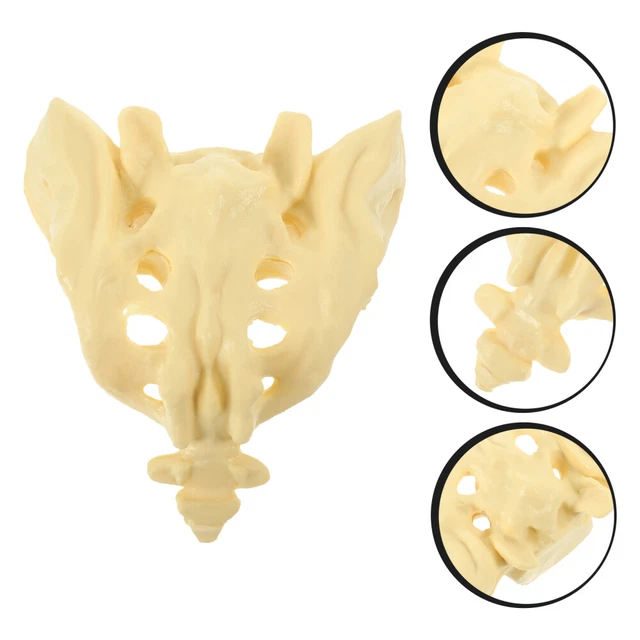 MODÈLE DE FORMATION Médicale Sacrum Sain Os Anatomique Système Osseux ...