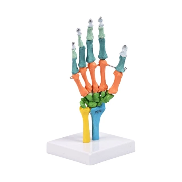 COLORED HUMAN HAND Bone Anatomy Model Life Size Anatomical Hand Bone ...