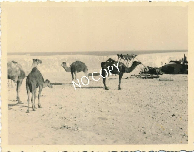 FOTO WK II Stützpunkt in Wüste Panzer & Kamele Lybien Afrika Corps 1941 E1.18 EUR 34,90 ...