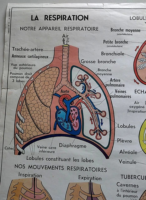 &RESPIRATORY SYSTEM& AND "TEETH" French School Educational Chart Poster ...