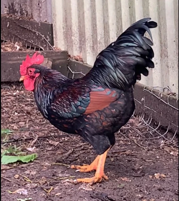 6 X Barnevelder Dl Bantam Chicken Hatching Eggs Very Rare Exhibition