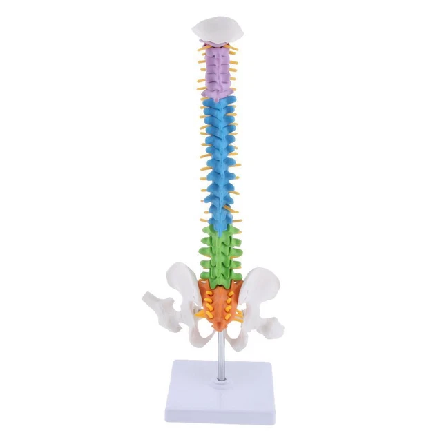 HUMAN VERTEBRAL COLUMN with Pelvis Skeleton Model Spine £23.45 ...