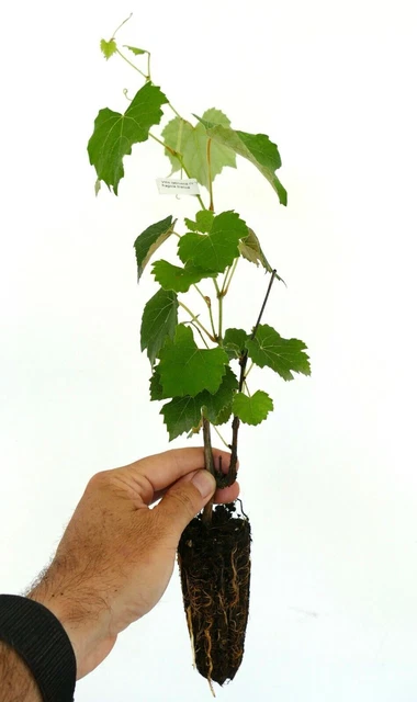 VITIS LABRUSCA CV NIAGARA white 20-30 cm - - ** £15.88 - PicClick UK