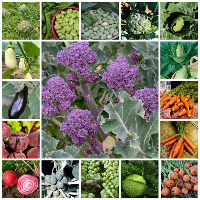 ULTIMATE VEGETABLE SEED Collection 100 Varieties - Complete Home Garden ...