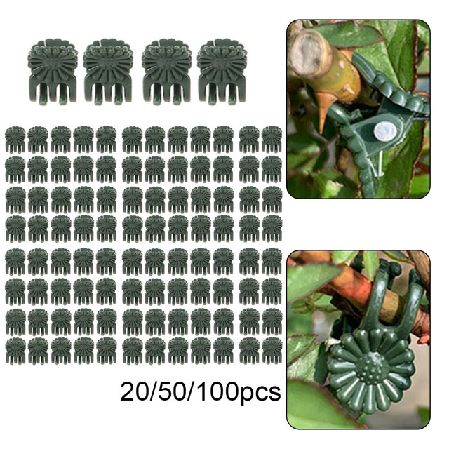 CLIPS DE PLANTES durables 2050100 pi ces pour greffer des orchid es et ...