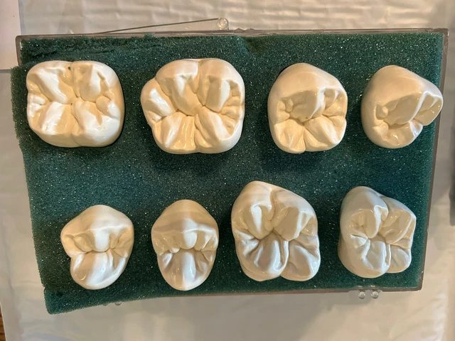 TANAKA BIG TEETH Anatomy Kit - used, great condition $60.00 - PicClick