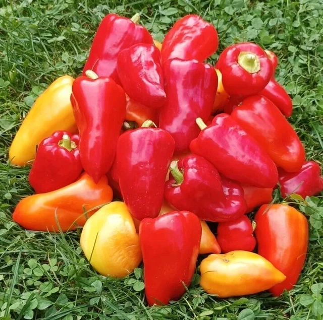 ROTER SNACKPAPRIKA 20 Samen Mini Paprika Ertragreich Paprikasamen ...