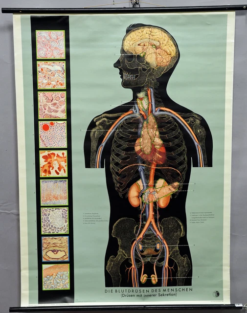 MEDICAL ANTHROPOLOGY VINTAGE pull-down poster wall chart human blood ...