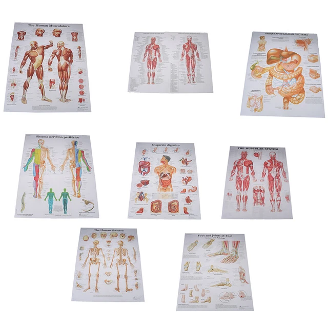 HUMAN ANATOMY MUSCLES System Poster Print Body Map Silk Painting Wall ...