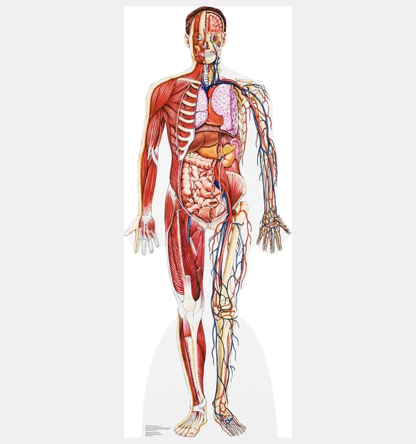 HUMAN ANATOMY SKELETON Educational Lifesize Cardboard Standup Standee ...