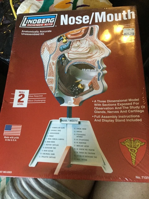 LINDBERG LIFE SIZE Human Nose and Mouth Anatomy 3D Model Kit 1:1 Scale ...