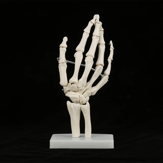 ANATOMICAL LIFE SIZE Human Hand Joint Study Skeleton Model New £21.82 ...