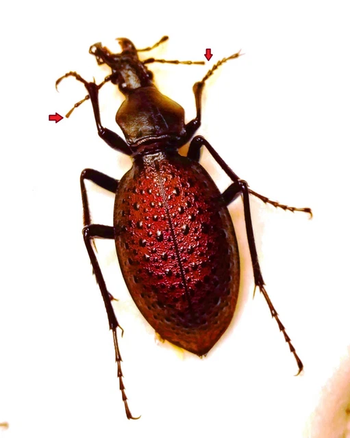 CARABIDAE, CARABINAE, CARABUS (Coptolabrus) formosus ssp. (CHINA) ♀ A ...