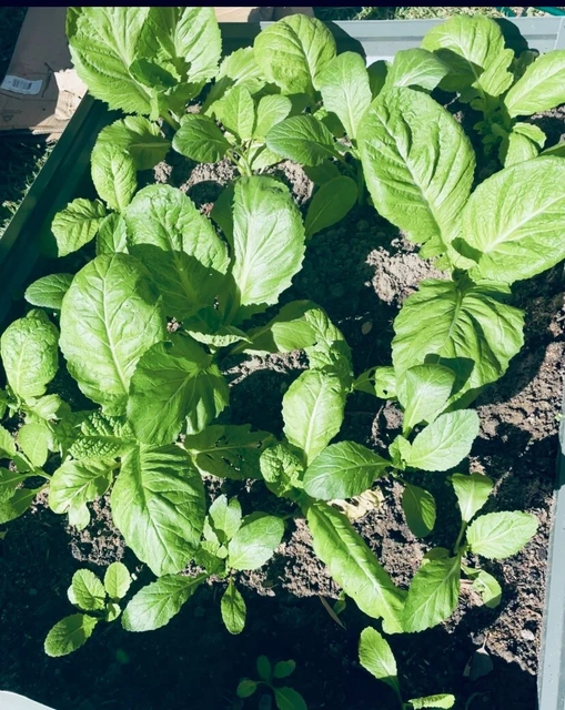 RAYO KO SAAG, Mustard seeds, Over 300 plus seeds of green vegetables $4 ...