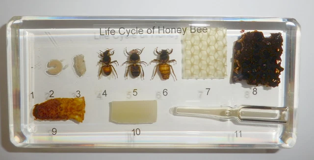 INSECT LIFE CYCLE Set Honey Bee Apis mellifera Specimen in Clear Lucite ...