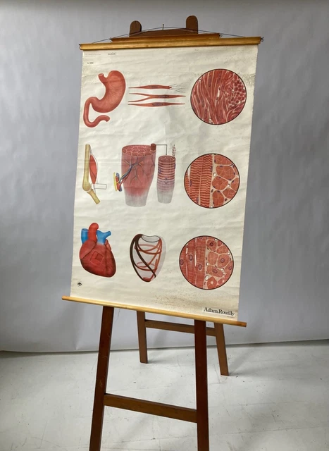 VINTAGE ADAM ROUILLY Wall Chart - STRUCTURE OF MUSCLES £75.00 - PicClick UK