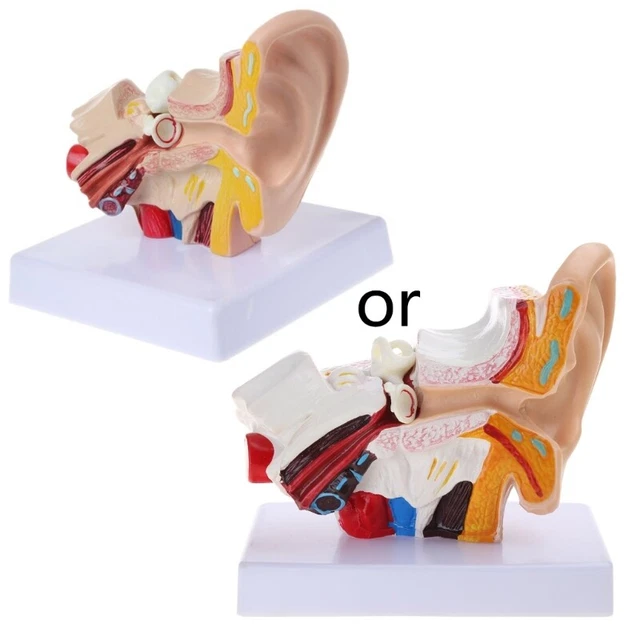 1.5 TIMES LIFE Size Human Ear Anatomy Model OrganMedical Teaching ...